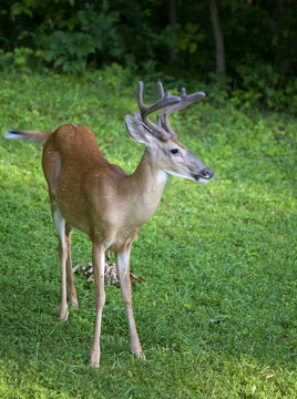 「Wagger」の写真素材 | 25件の無料イラスト画像 | Adobe Stock