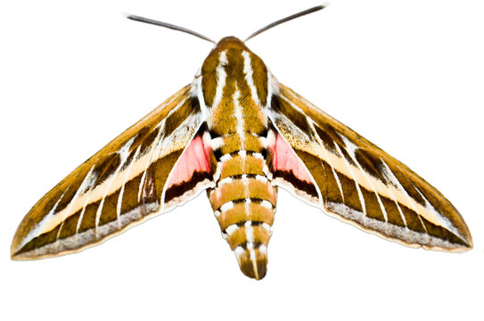 รูปภาพFalena – เลือกดูภาพถ่ายสต็อก เวกเตอร์ และวิดีโอ1,419 | Adobe Stock