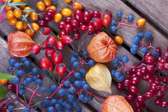「Wildbeeren」の画像 - 599 件の Stock 写真、ベクターおよびビデオ | Adobe Stock