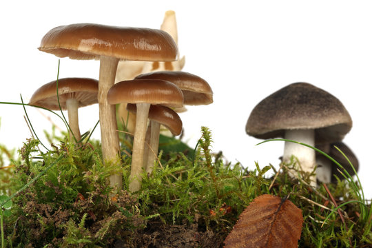 Pilzsorten Bilder – Durchsuchen 2,175 Archivfotos, Vektorgrafiken und ...