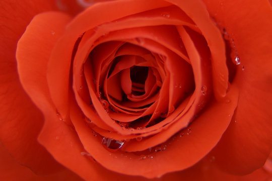 รูปภาพRoman_De_La_Rose – เลือกดูภาพถ่ายสต็อก เวกเตอร์ และวิดีโอ461 ...