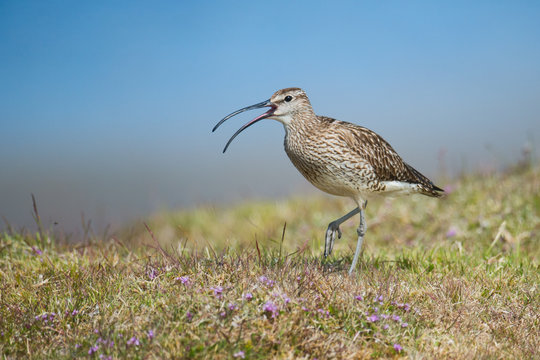 รูปภาพWimbrel – เลือกดูภาพถ่ายสต็อก เวกเตอร์ และวิดีโอ1,707 | Adobe Stock