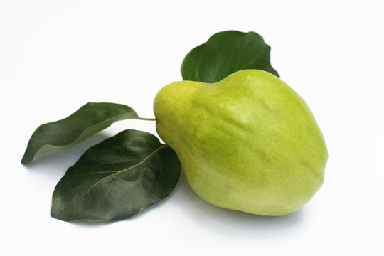 「Cotogna」の写真素材 | 92件の無料イラスト画像 | Adobe Stock