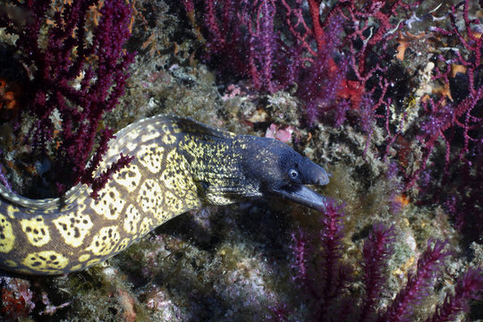 Murena Images – Browse 437 Stock Photos, Vectors, and Video | Adobe Stock