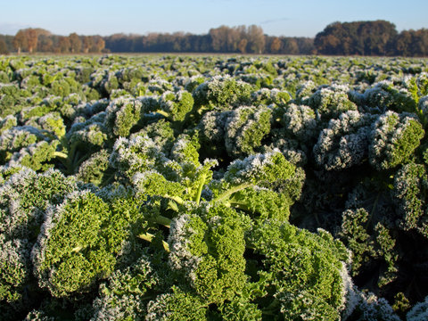 Kohlessen-Bilder: Stock-Fotos & -Videos. | Adobe Stock