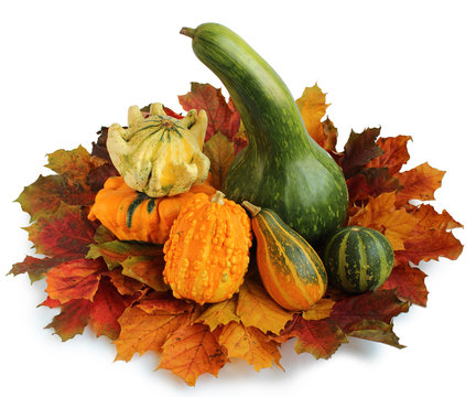 Coloquinte Images – Parcourir 2,914 le catalogue de photos, vecteurs et ...