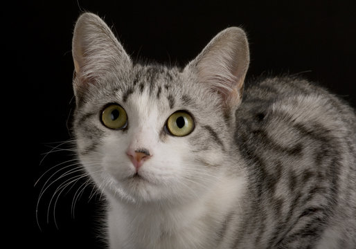 รูปภาพChatte – เลือกดูภาพถ่ายสต็อก เวกเตอร์ และวิดีโอ4,229 | Adobe Stock