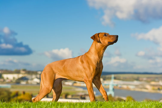 Rhodesian Images – Browse 21,104 Stock Photos, Vectors, and Video ...