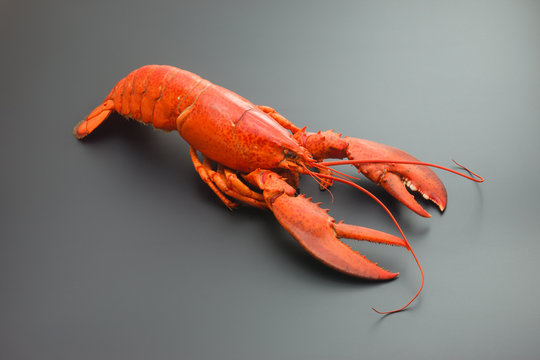 "Red Lobster" Images – Browse 742 Stock Photos, Vectors, and Video ...
