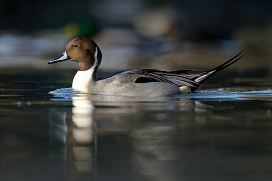 Codone Images – Browse 69 Stock Photos, Vectors, and Video | Adobe Stock