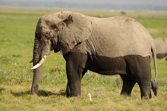 「Pachiderma」の画像 - 752 件の Stock 写真、ベクターおよびビデオ | Adobe Stock