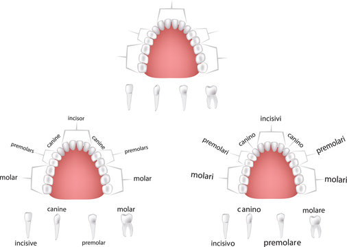 Dentale Images – Browse 41 Stock Photos, Vectors, and Video | Adobe Stock