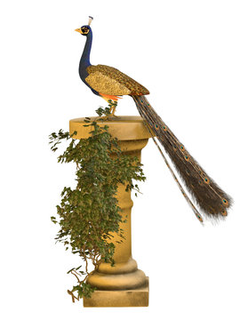 Peafow Images – Browse 42 Stock Photos, Vectors, and Video | Adobe Stock