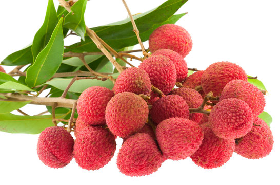 Letchis Images – Browse 13 Stock Photos, Vectors, and Video | Adobe Stock