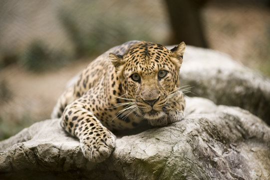 Leopart Billeder – Gennemse 147 stockfotos, vektorer og videoer | Adobe ...