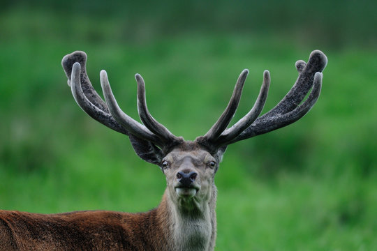 Bastgeweih Bilder – Durchsuchen 855 Archivfotos, Vektorgrafiken und ...