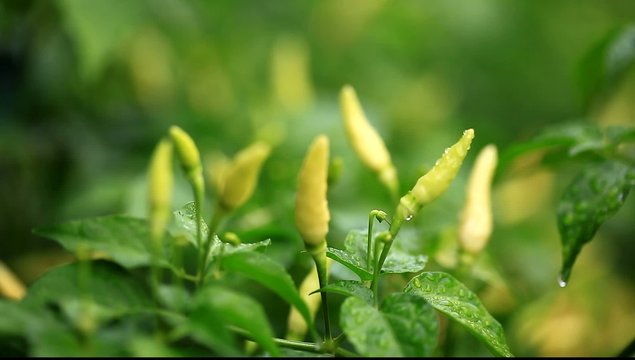 Harbal Images – Browse 121 Stock Photos, Vectors, and Video | Adobe Stock