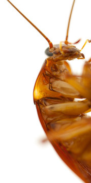 70 BEST Cancrelat IMAGES, STOCK PHOTOS & VECTORS | Adobe Stock