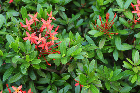 「Exoras」の写真素材 | 29件の無料イラスト画像 | Adobe Stock