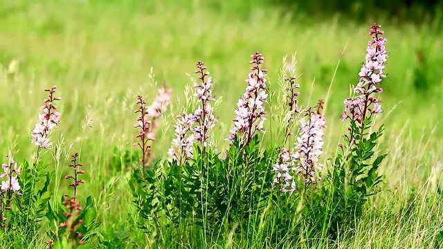 รูปภาพAlbus – เลือกดูภาพถ่ายสต็อก เวกเตอร์ และวิดีโอ6,999 | Adobe Stock