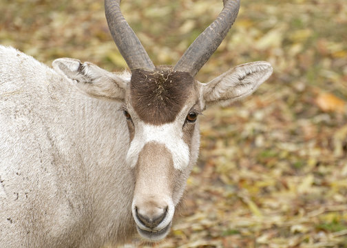 Addax Images – Parcourir 1,110 le catalogue de photos, vecteurs et ...