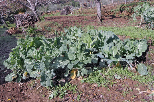 รูปภาพBerzas – เลือกดูภาพถ่ายสต็อก เวกเตอร์ และวิดีโอ83 | Adobe Stock