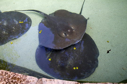 Spiracles Images – Browse 855 Stock Photos, Vectors, and Video | Adobe ...