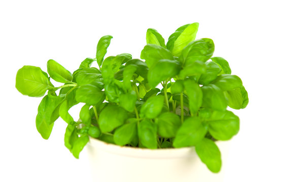 รูปภาพPlanze – เลือกดูภาพถ่ายสต็อก เวกเตอร์ และวิดีโอ1,579 | Adobe Stock