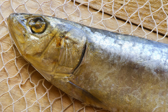 Arenque Bilder – Durchsuchen 174 Archivfotos, Vektorgrafiken und Videos ...