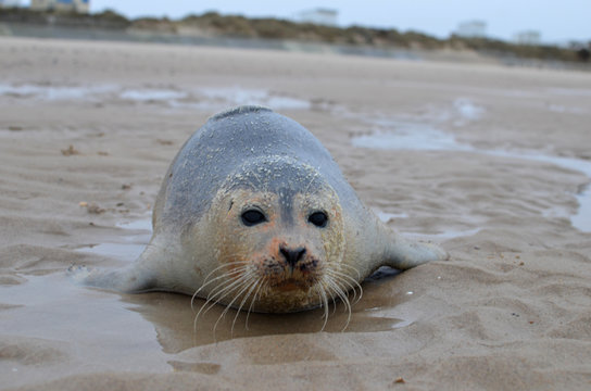 「Poque」の写真素材 | 20件の無料イラスト画像 | Adobe Stock