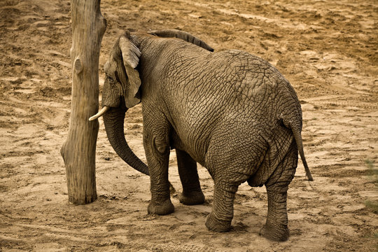 รูปภาพSlon – เลือกดูภาพถ่ายสต็อก เวกเตอร์ และวิดีโอ2,228 | Adobe Stock