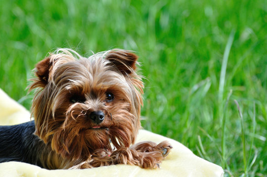 Miniaturka Images – Browse 191 Stock Photos, Vectors, and Video | Adobe ...