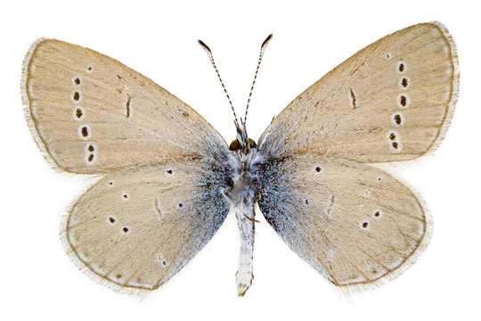 รูปภาพLycaenidae – เลือกดูภาพถ่ายสต็อก เวกเตอร์ และวิดีโอ14,438 | Adobe ...