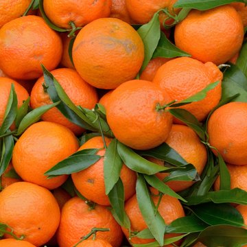 "Frutta Invernale" Bilder – Durchsuchen 74 Archivfotos, Vektorgrafiken ...