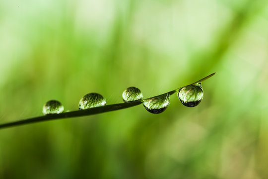 Dew-Drop bilder – Bläddra bland 2,742 stockfoton, vektorer och videor ...