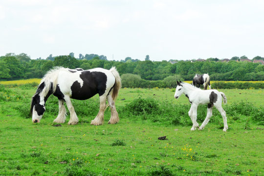 Equidea Images – Browse 13 Stock Photos, Vectors, and Video | Adobe Stock