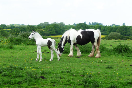 Equidea Images – Browse 13 Stock Photos, Vectors, and Video | Adobe Stock