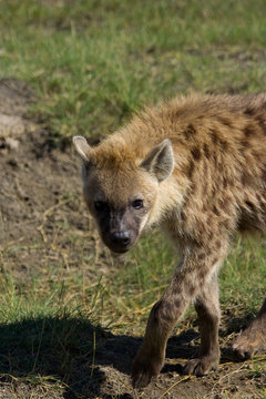 Imágenes de Iena: descubre bancos de fotos, ilustraciones, vectores y ...