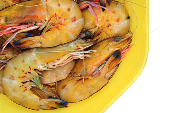 "Penaeus Indicus" Bilder – Durchsuchen 166 Archivfotos, Vektorgrafiken ...