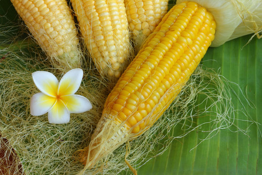 Imágenes de "Shelled Corn": descubre bancos de fotos, ilustraciones ...