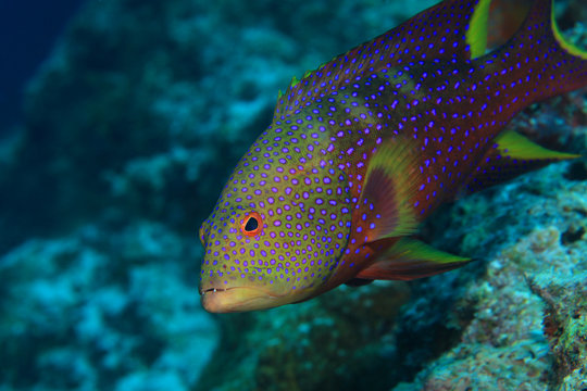 รูปภาพMeeresfisch – เลือกดูภาพถ่ายสต็อก เวกเตอร์ และวิดีโอ1,676 | Adobe ...