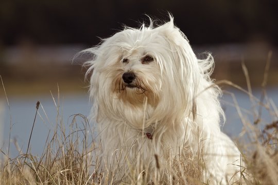 รูปภาพHaushund – เลือกดูภาพถ่ายสต็อก เวกเตอร์ และวิดีโอ5,592 | Adobe Stock