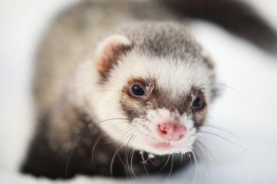 「Fluey」の写真素材 | 664件の無料イラスト画像 | Adobe Stock