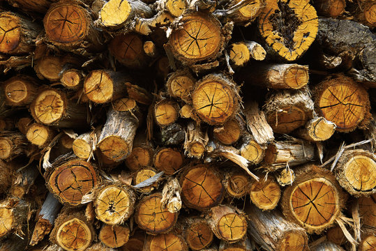 รูปภาพWoodyard – เลือกดูภาพถ่ายสต็อก เวกเตอร์ และวิดีโอ180 | Adobe Stock