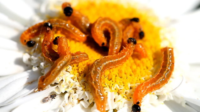 Palmerworm Bilder – Durchsuchen 31 Archivfotos, Vektorgrafiken und ...