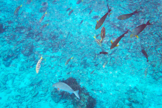 Pollyfish bilder – Bläddra bland 6,873 stockfoton, vektorer och videor ...