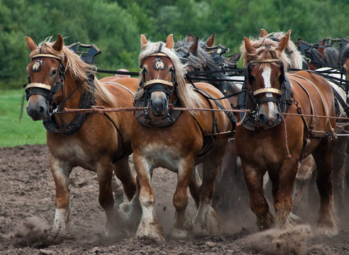 「Arbeitspferde」の写真素材 | 220件の無料イラスト画像 | Adobe Stock