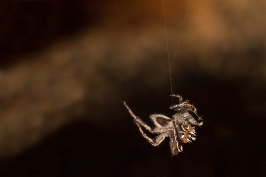 "Hanging Spider" Images – Browse 234 Stock Photos, Vectors, and Video ...