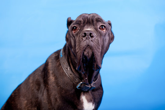 Molosso Bilder – Durchsuchen 354 Archivfotos, Vektorgrafiken und Videos ...