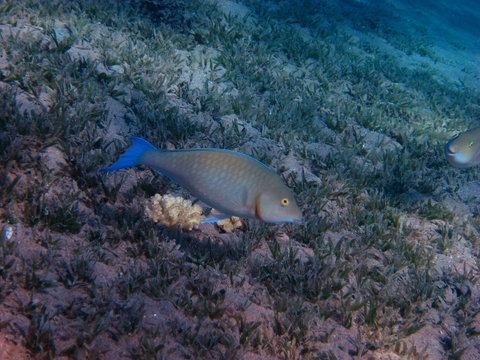 รูปภาพPapageienfisch – เลือกดูภาพถ่ายสต็อก เวกเตอร์ และวิดีโอ96 | Adobe ...